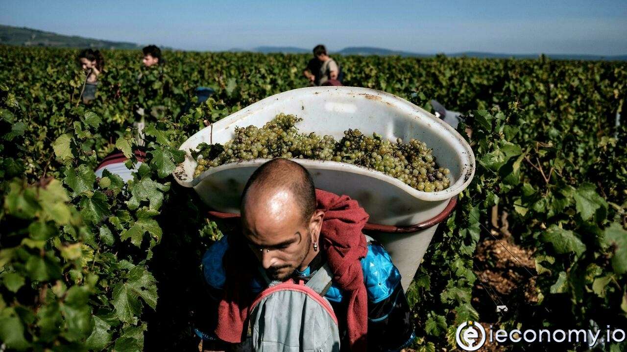 The current harvest shows historically poor yields in France